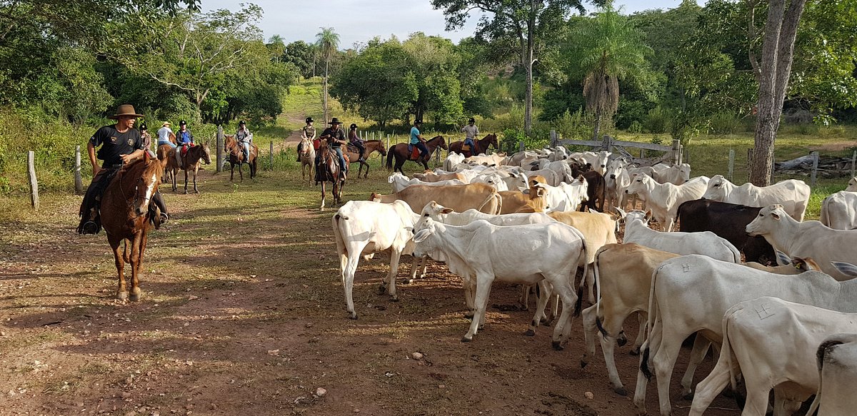O Que Fazer No Mato Grosso Do Sul: Cidades E Passeios